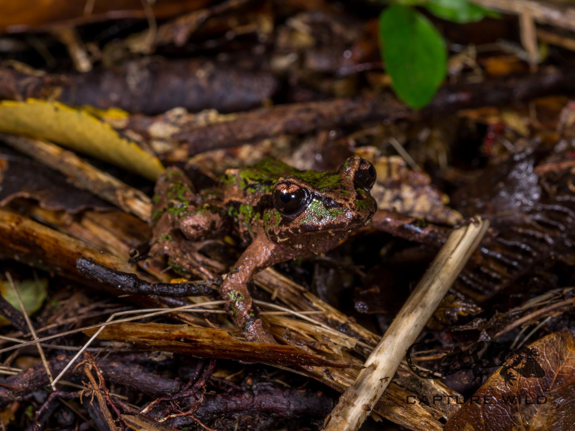 Leiopelma archeyi | NZHS
